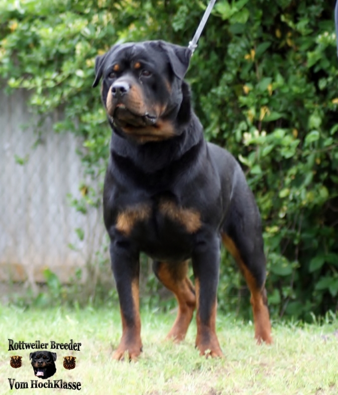 Diablo vom HochKlasse | California Rottweiler Breeder | Rotts