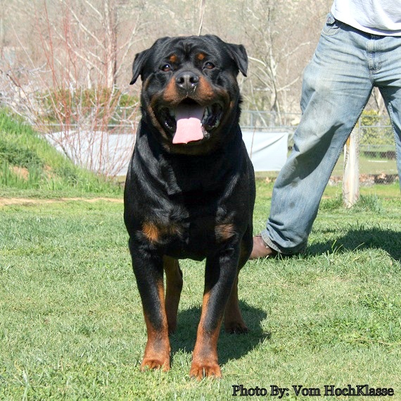 Diablo vom HochKlasse | California Rottweiler Breeder | Rotts