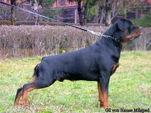Gil von Hause Milsped | California Rottweiler Breeder | Rotts