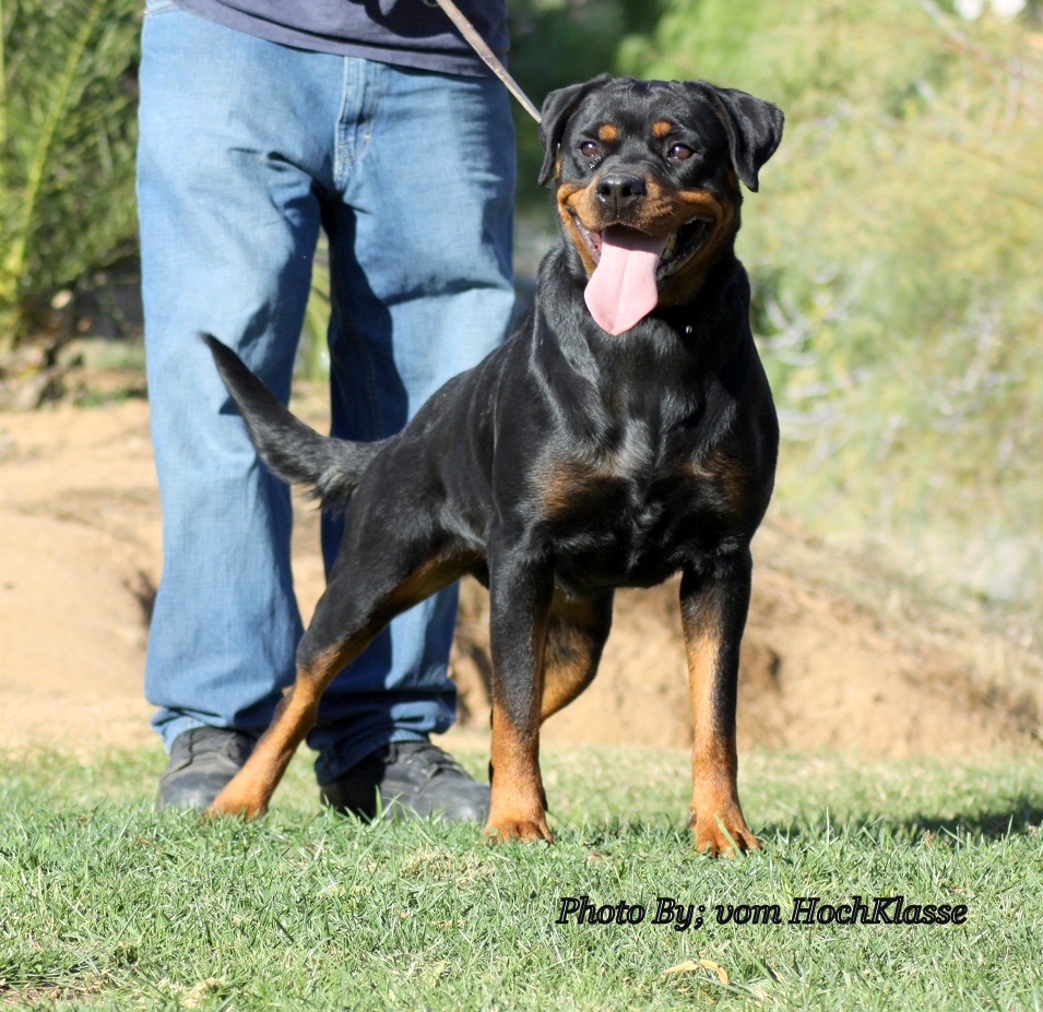 Hekate vom HochKlasse | California Rottweiler Breeder | Rotts