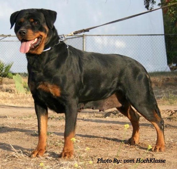 Diablo vom HochKlasse | California Rottweiler Breeder | Rotts